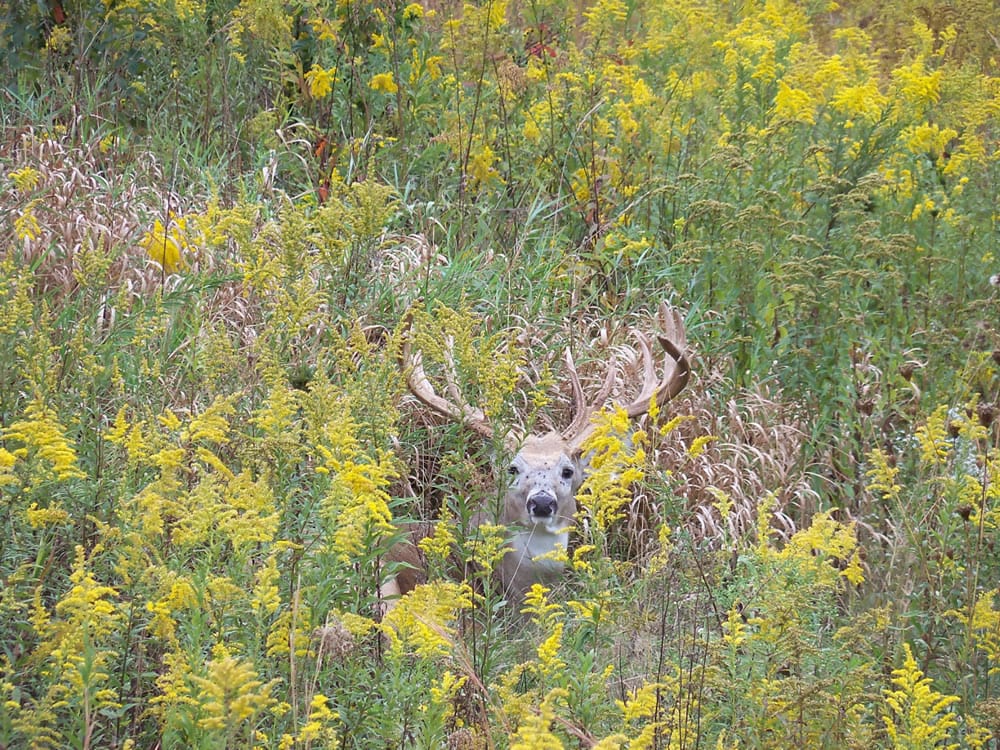 Accommodations – Ohio Exotic Hunting