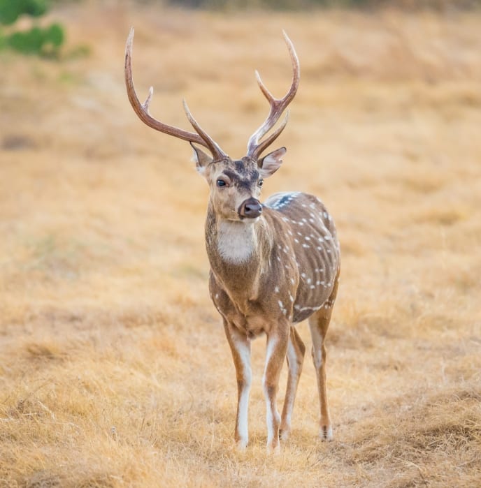Our Hunts – Ohio Exotic Hunting