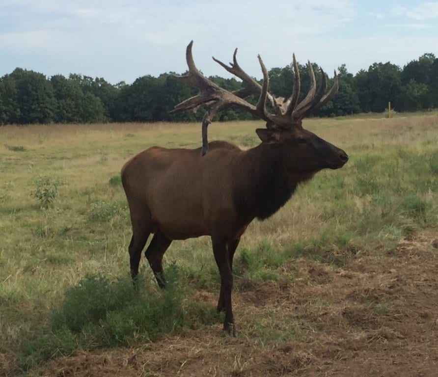 Our Hunts – Ohio Exotic Hunting