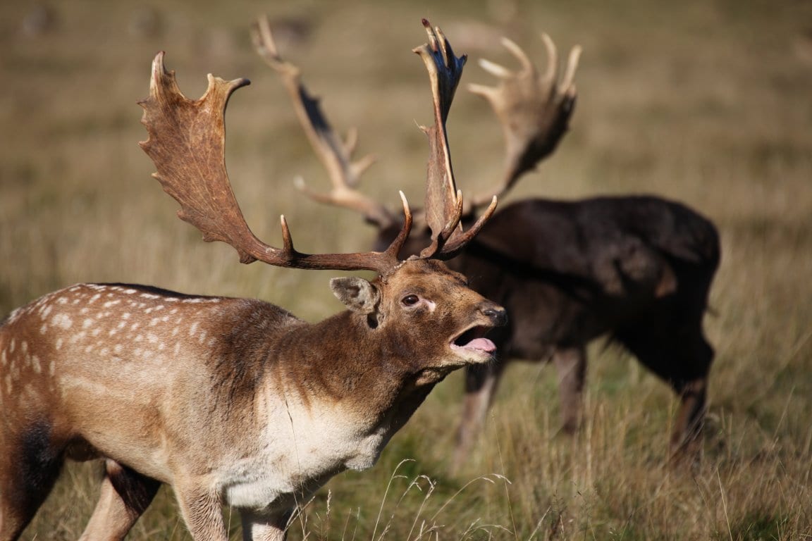 Our Hunts – Ohio Exotic Hunting